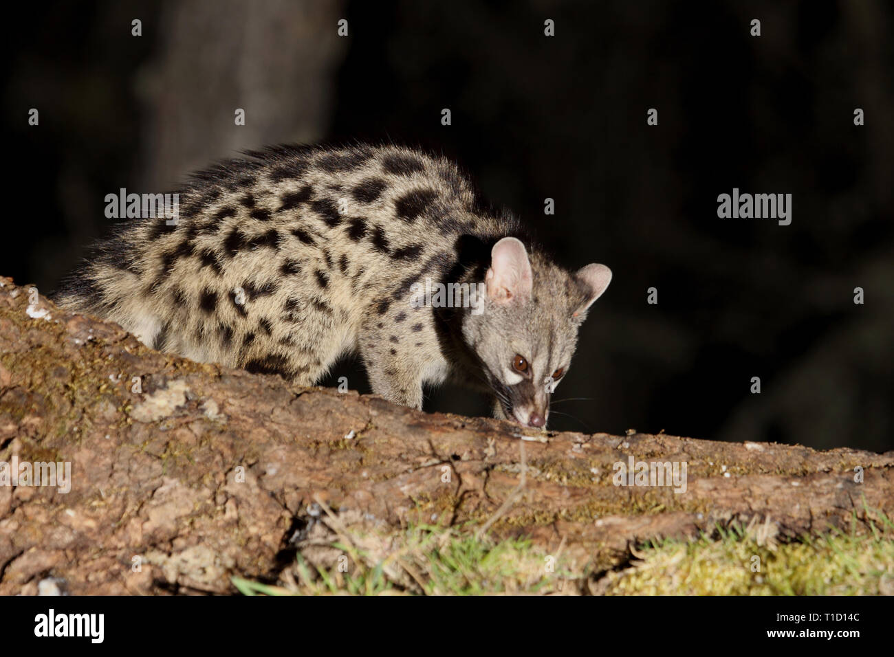 Genetta biology hi-res stock photography and images - Alamy