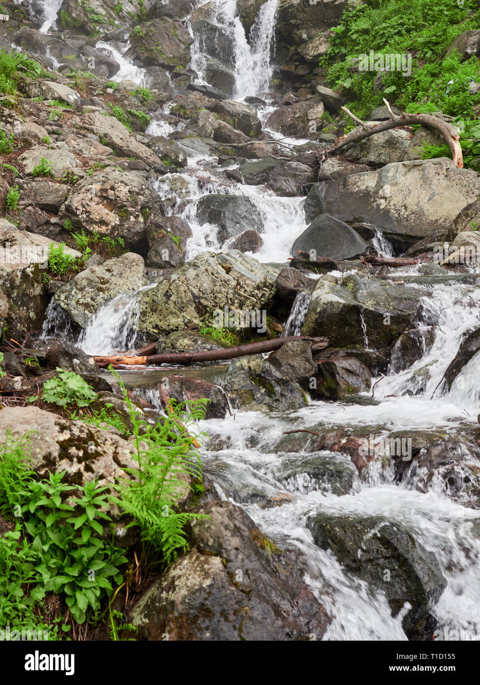A powerful mountain stream flows down from the rocks and stones. Green ...
