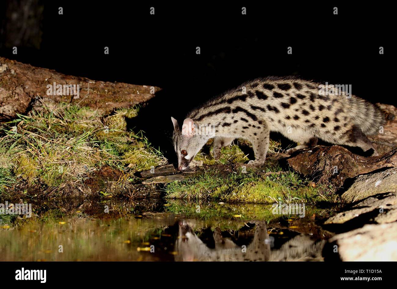 Genetta biology hi-res stock photography and images - Alamy