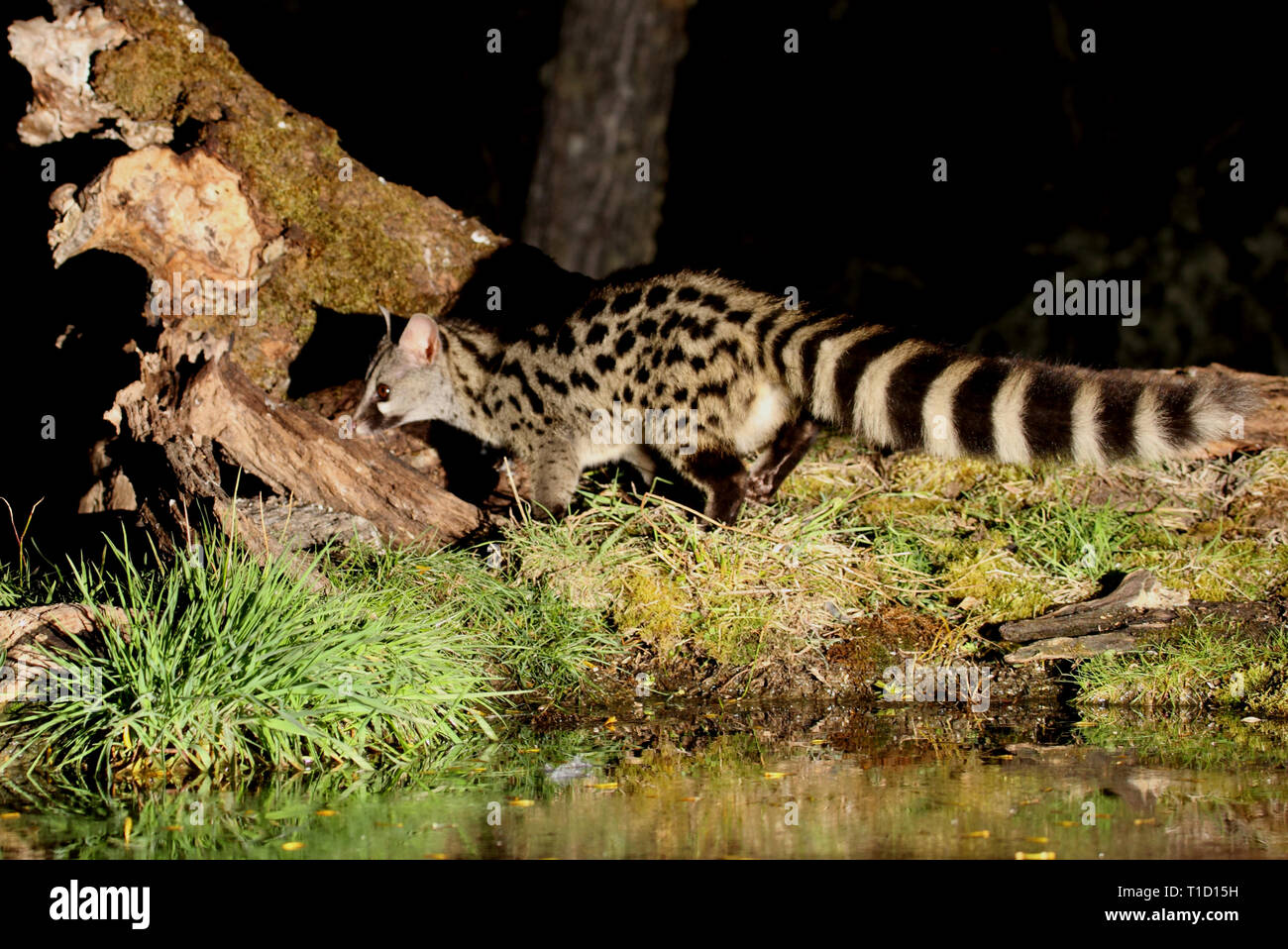 Genetta biology hi-res stock photography and images - Alamy