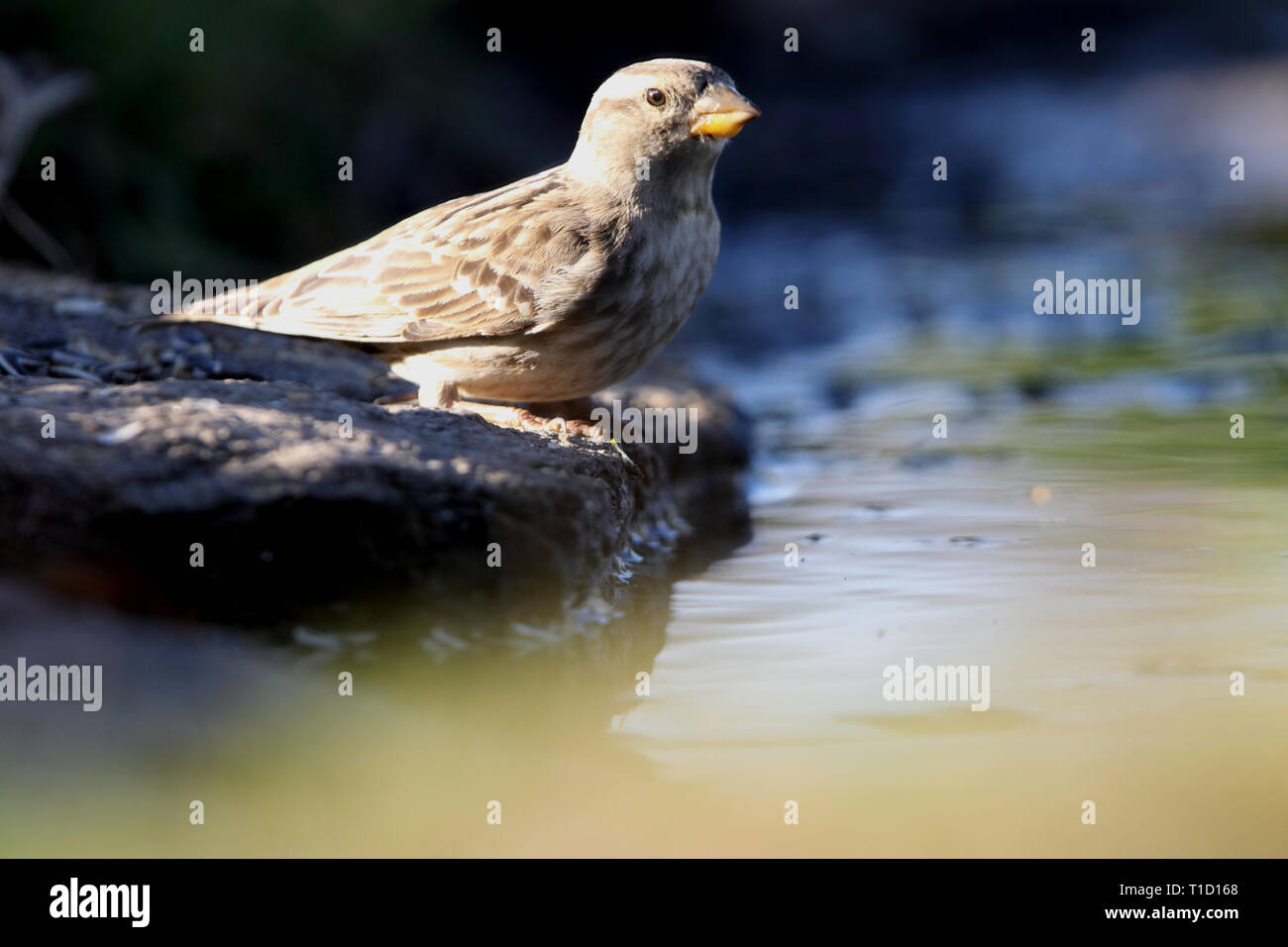 Petronia hi-res stock photography and images - Alamy