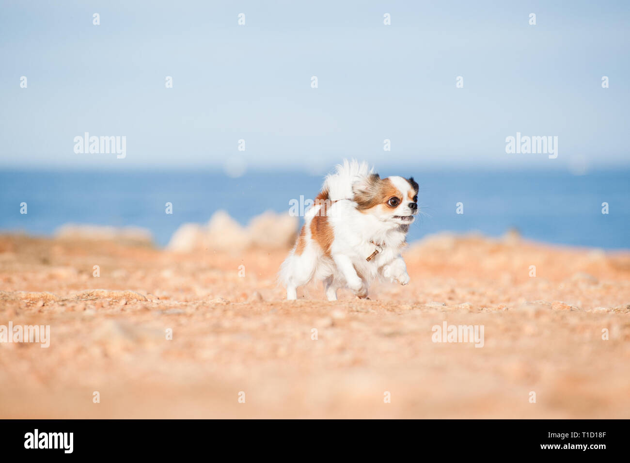 funny little chihuahua pet dog running fast on ground on sea background ...