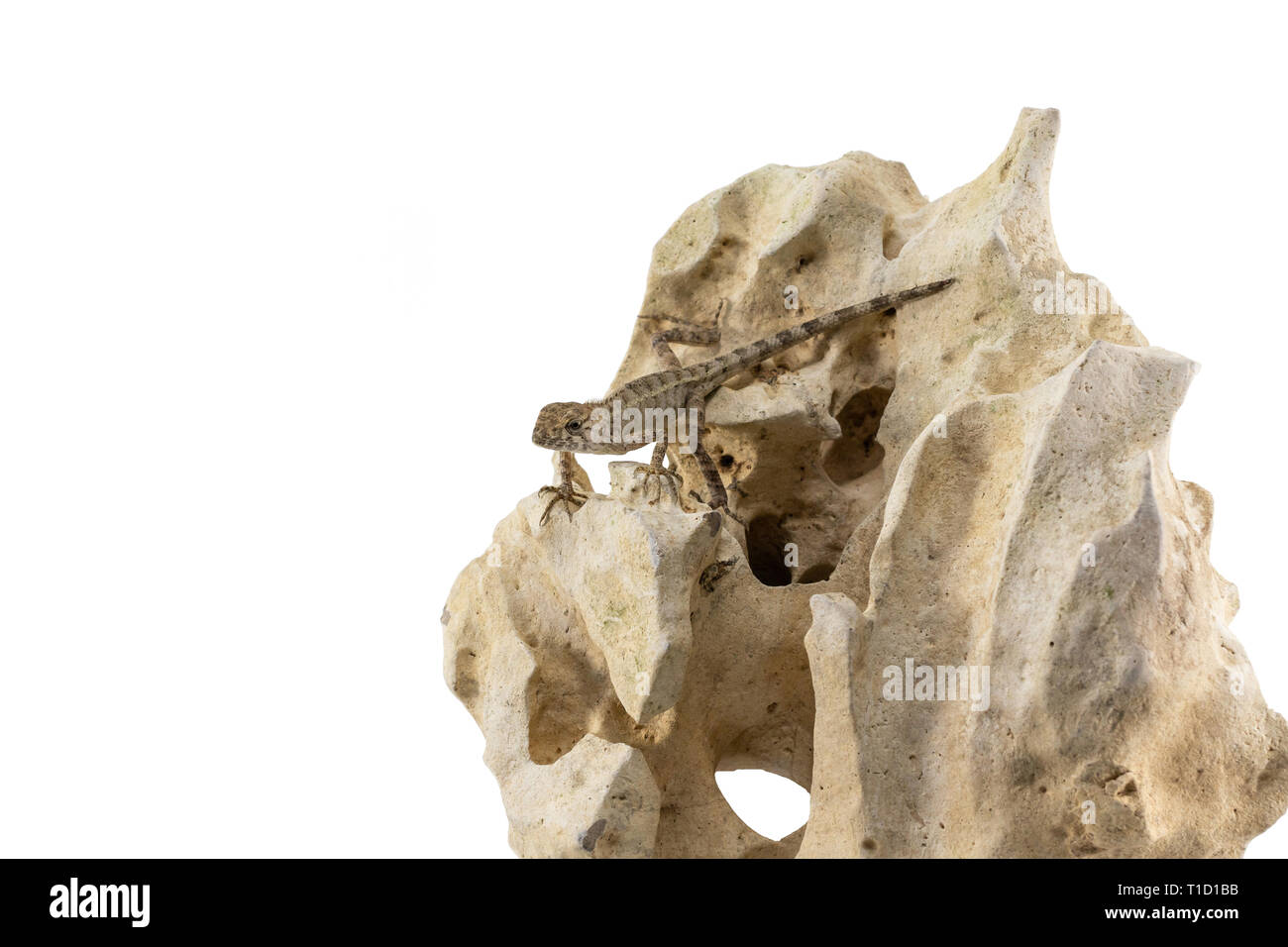 Close up tree lizard or garden lizard climbed up to stand on the rock ...