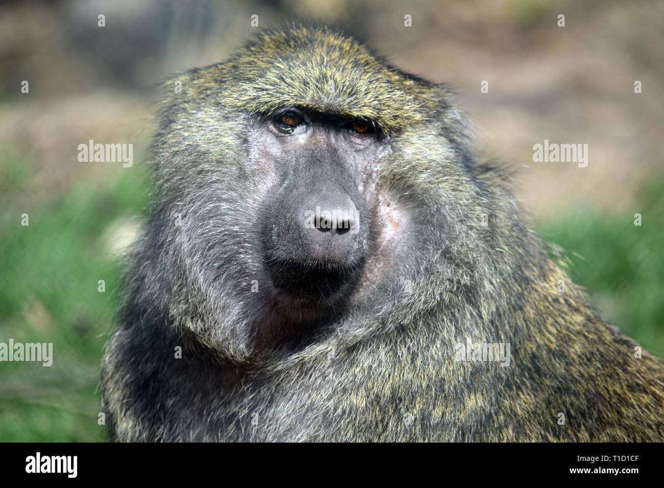 Baboon Monkey Papio Anubis Head Closeup Portrait Stock Photo - Alamy