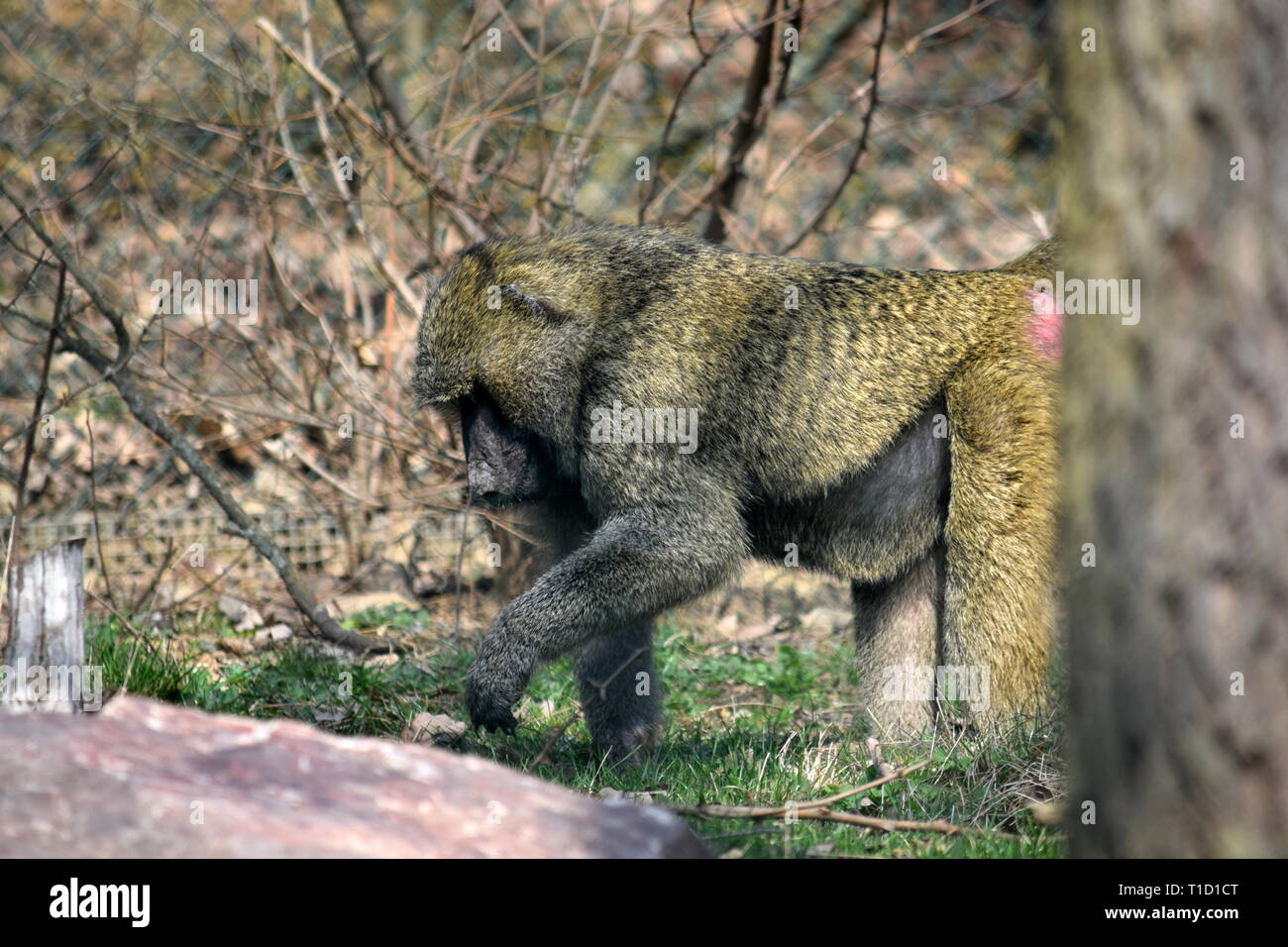 Baboon Monkey Papio Anubis Portrait Stock Photo - Alamy