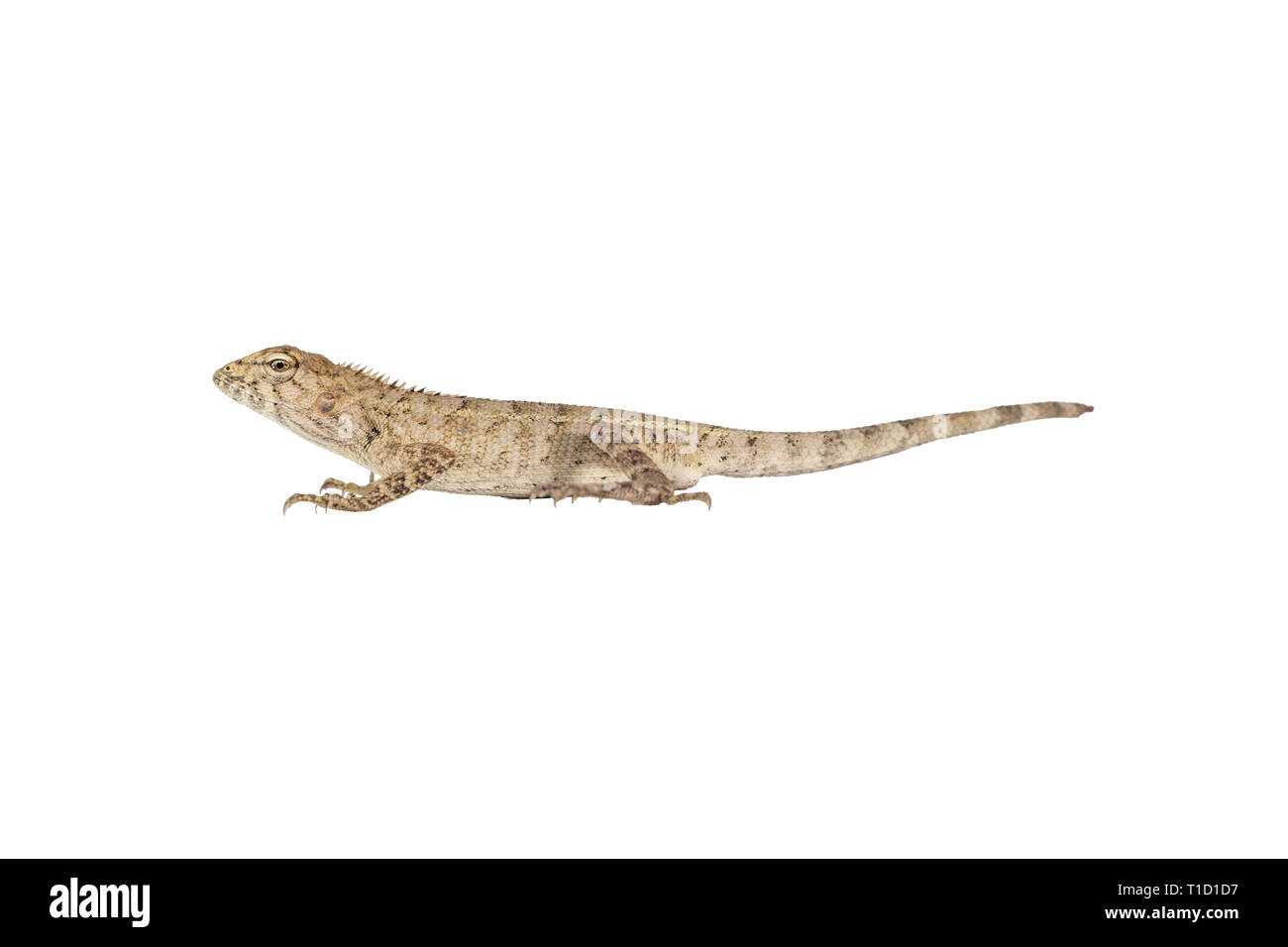 Desert lizard Cut Out Stock Images & Pictures - Alamy