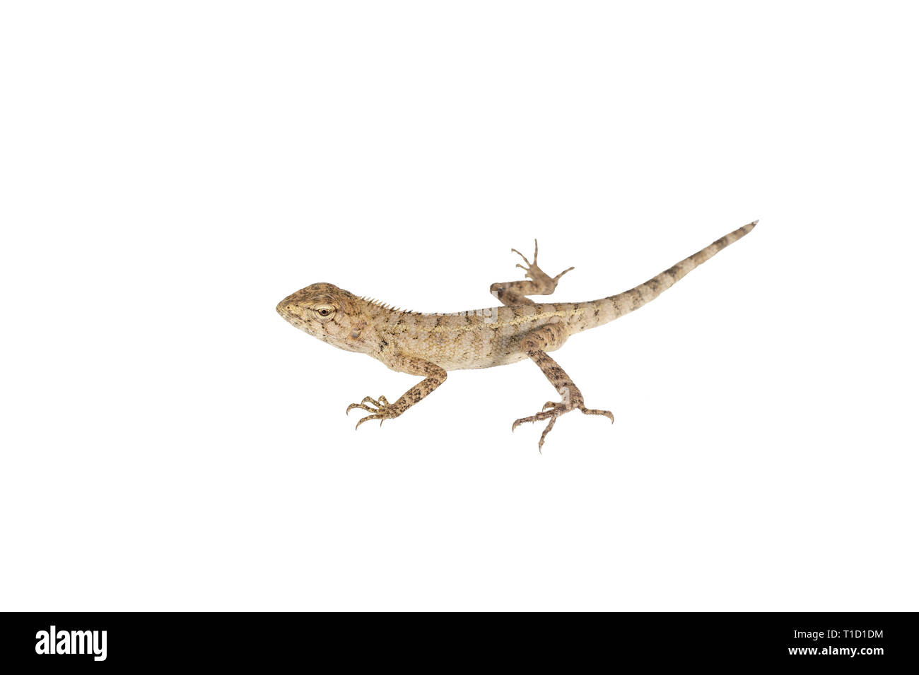 Close up tree lizard or garden lizard isolated on white background ...