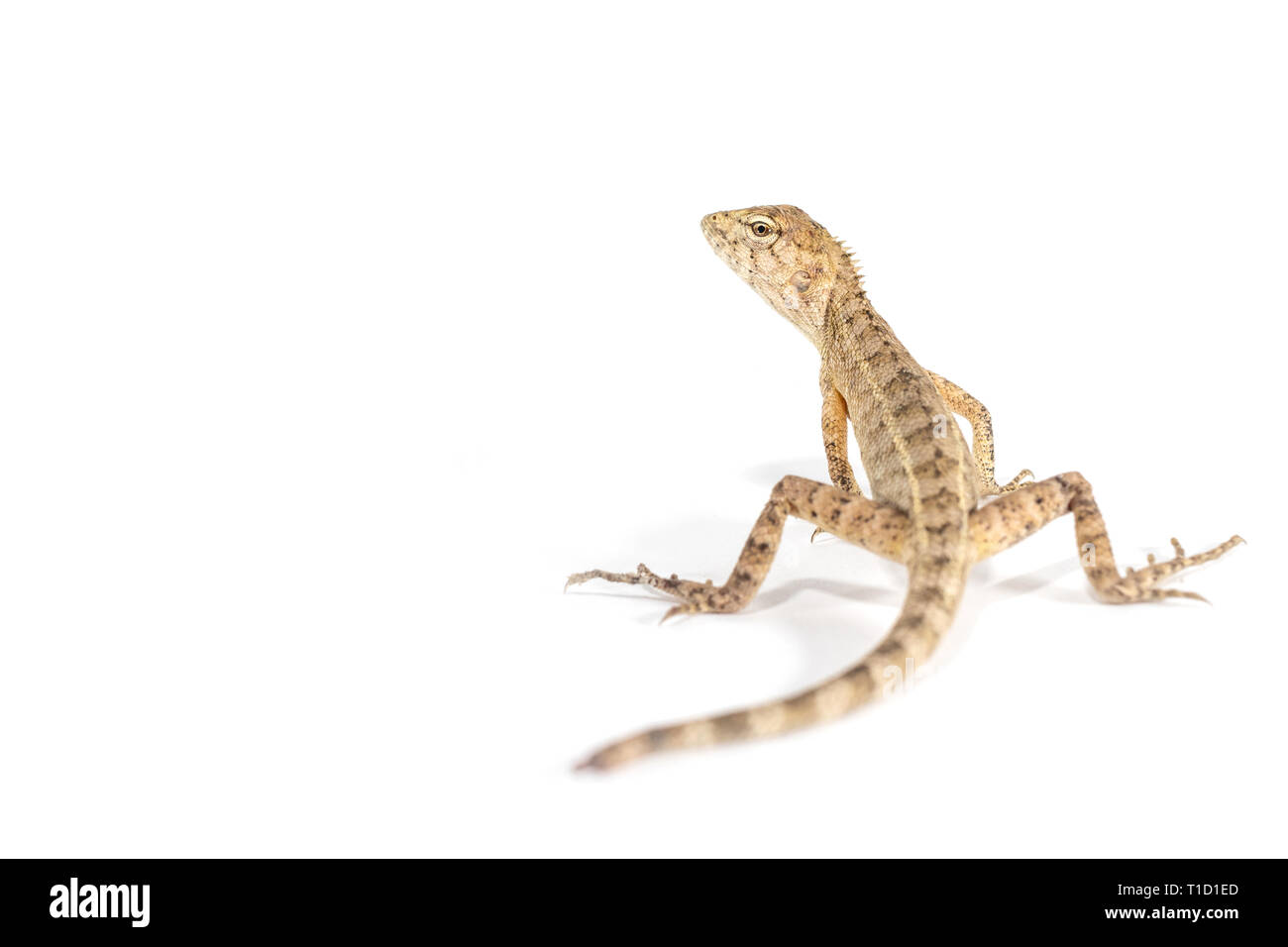 Close up tree lizard or garden lizard is turn back looking isolated on ...