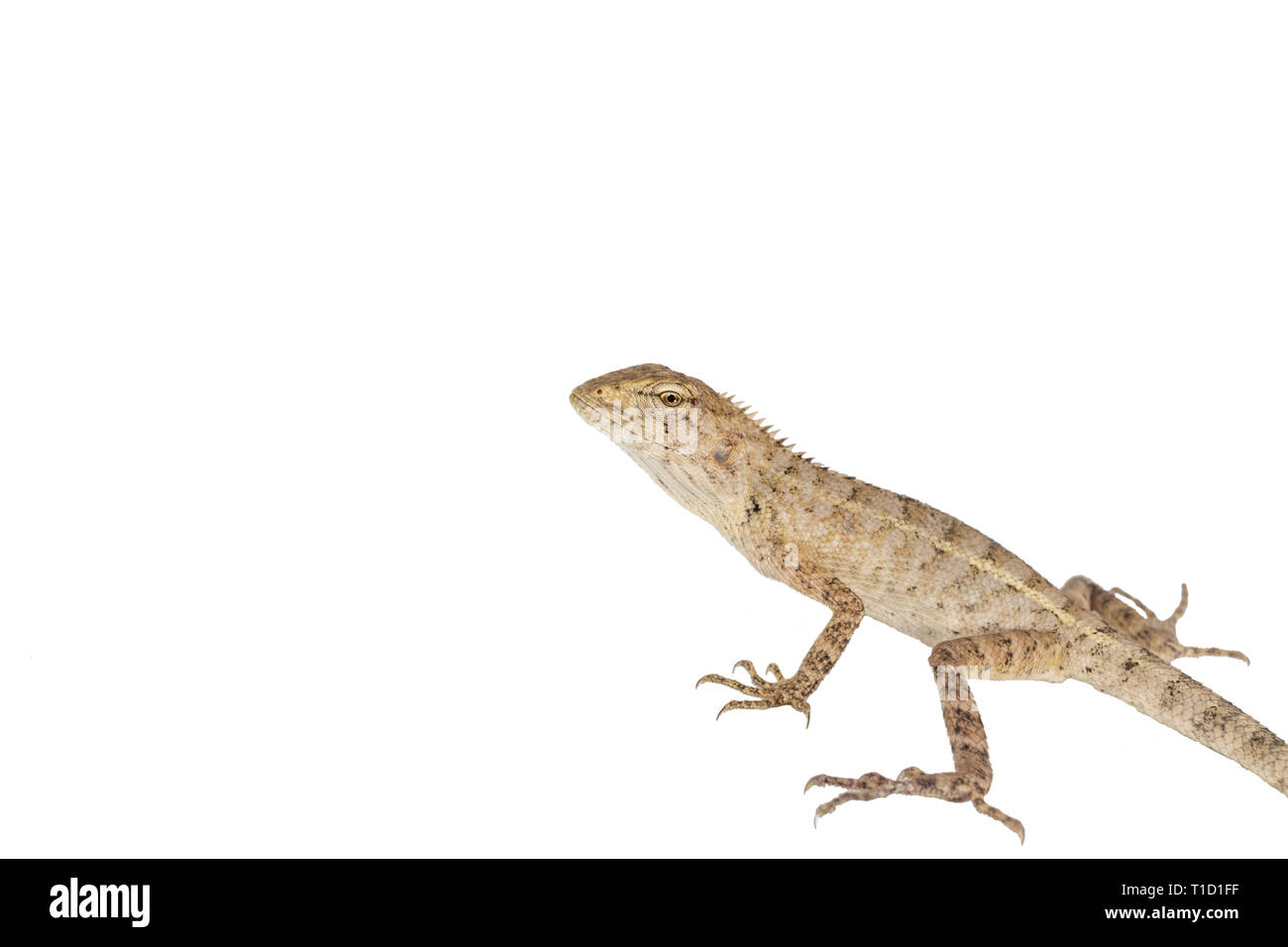 Close up tree lizard or garden lizard isolated on white background ...
