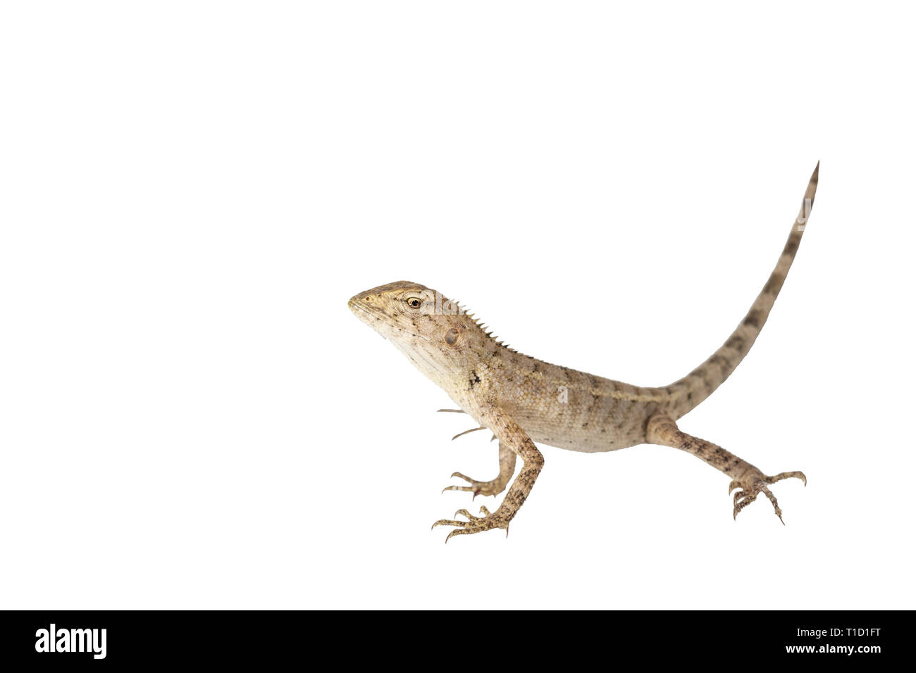Close up tree lizard or garden lizard isolated on white background ...