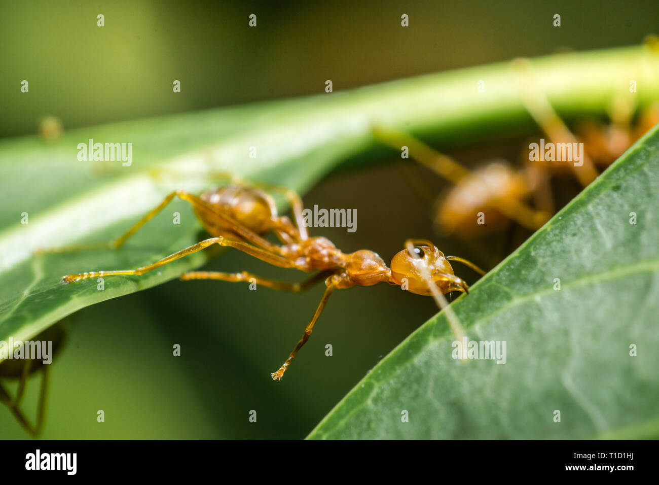 Weaver ants nest hi-res stock photography and images - Alamy