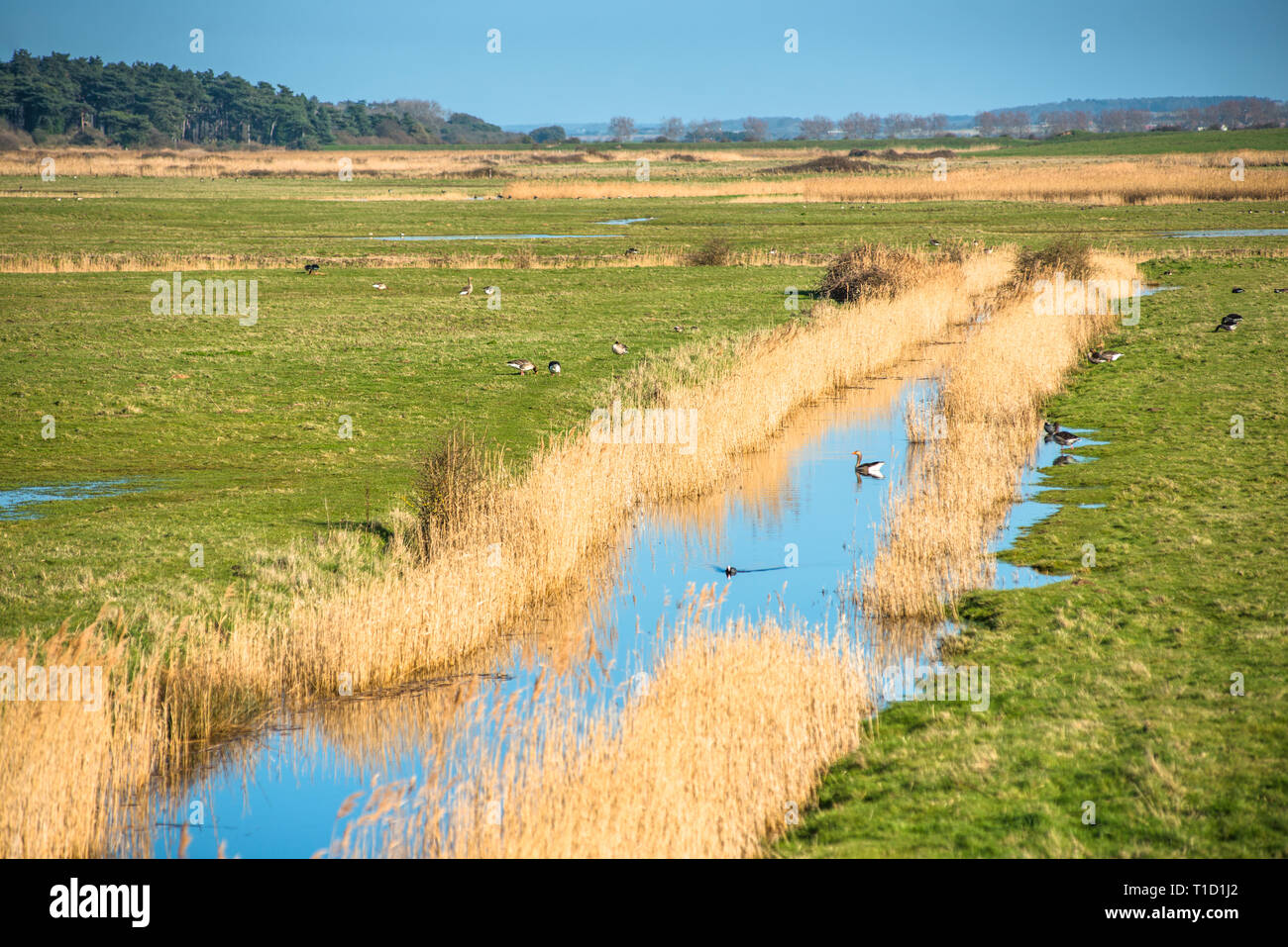 Views of salt marshes surrounded by reeds, from Norfolk Coast path ...