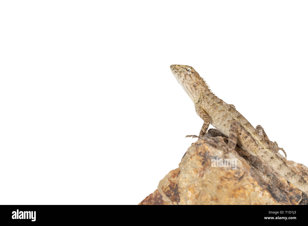 Close up tree lizard or garden lizard climbed up to stand on the rock ...
