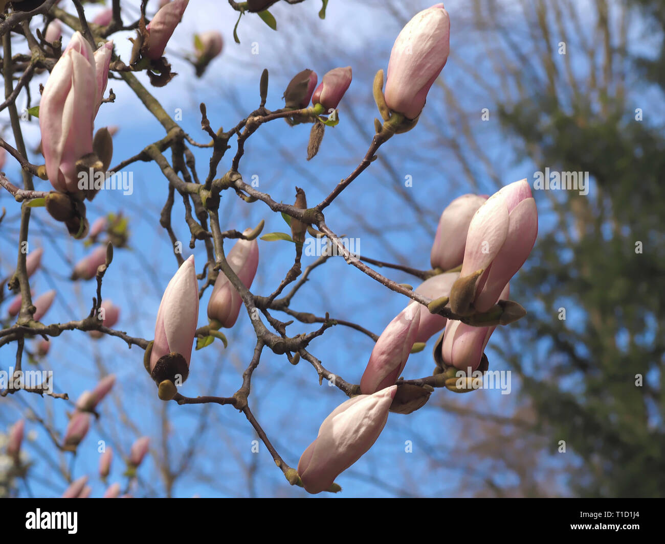 Beautiful pink blooming magnolia flowers in spring Stock Photo - Alamy
