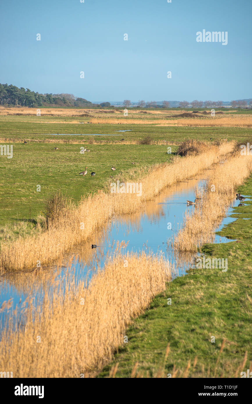 Views of salt marshes surrounded by reeds, from Norfolk Coast path ...