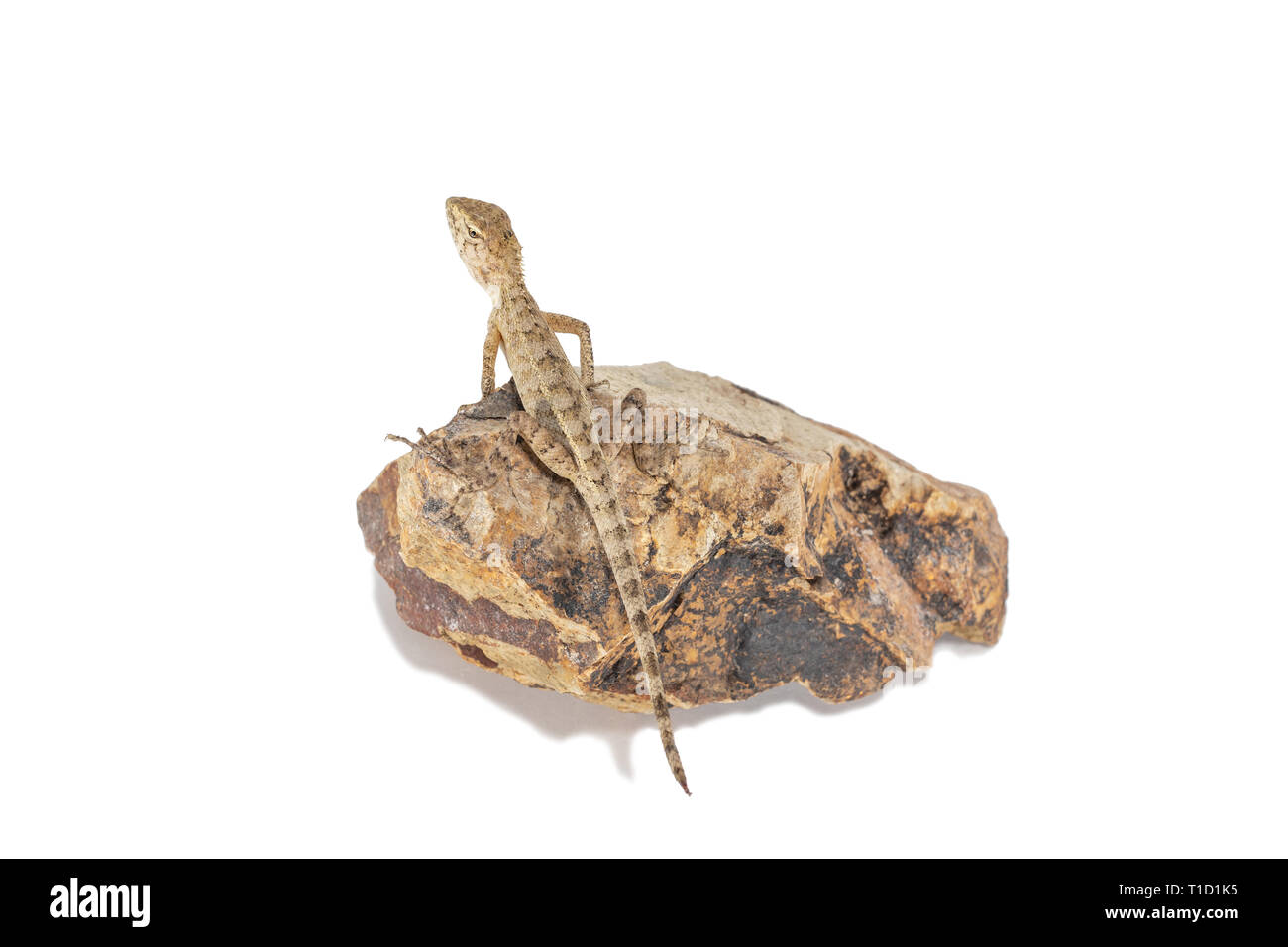 Close up tree lizard or garden lizard climbed up to stand on the rock ...