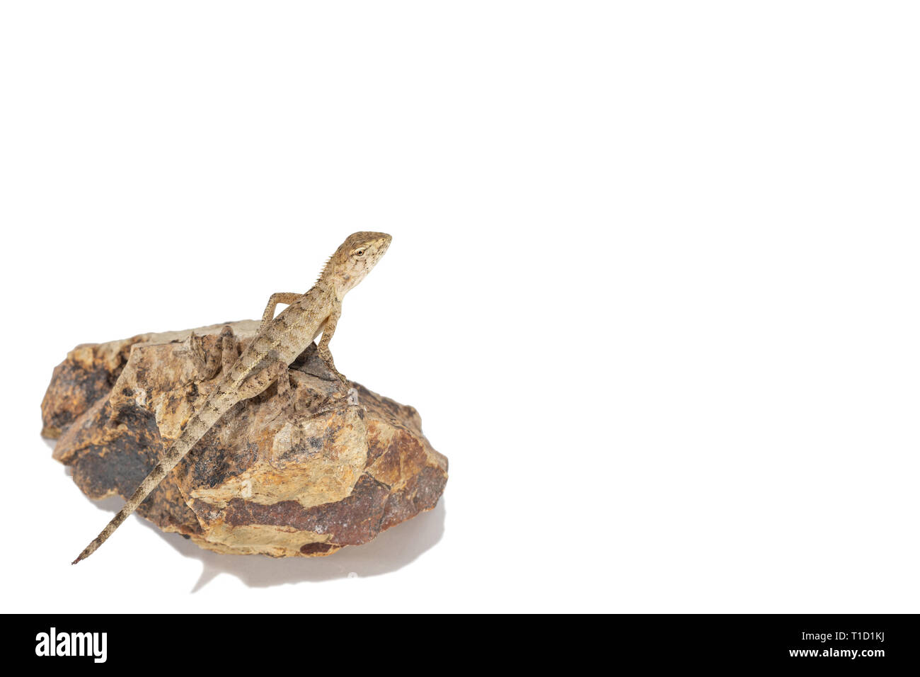 Close up tree lizard or garden lizard climbed up to stand on the rock ...