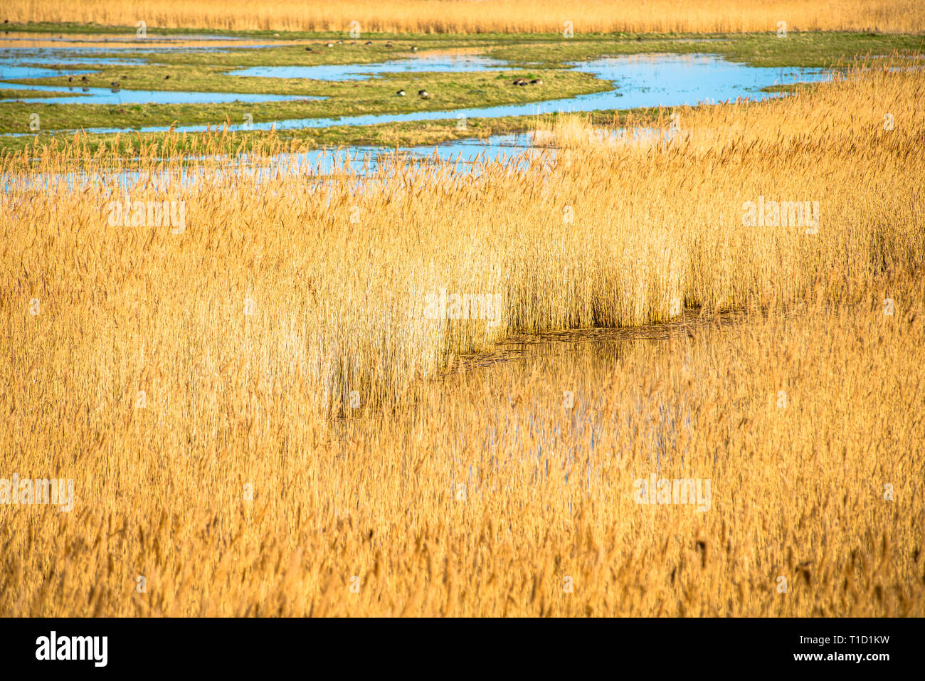 Views of salt marshes surrounded by reeds, from Norfolk Coast path ...