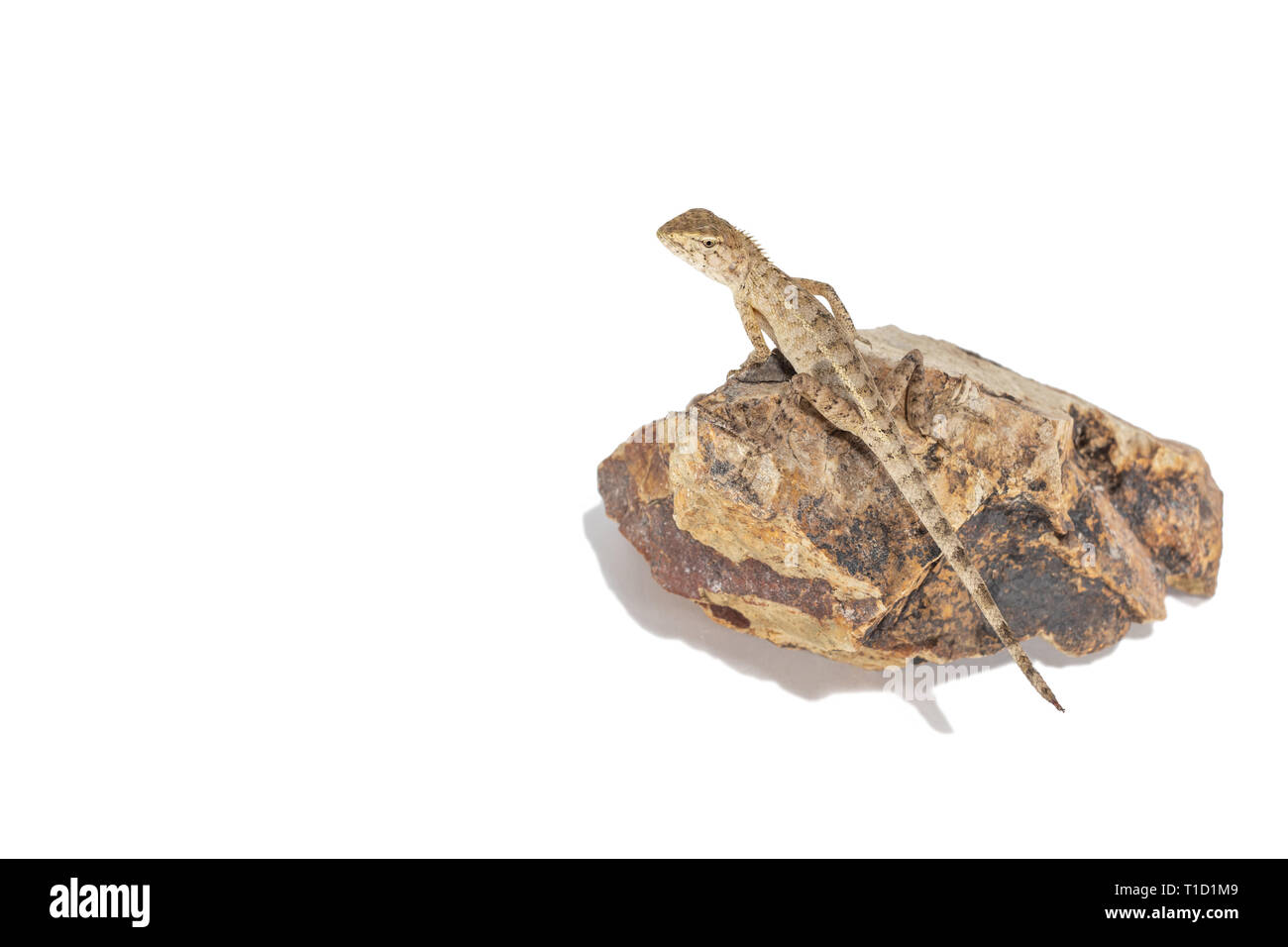 Close up tree lizard or garden lizard climbed up to stand on the rock ...