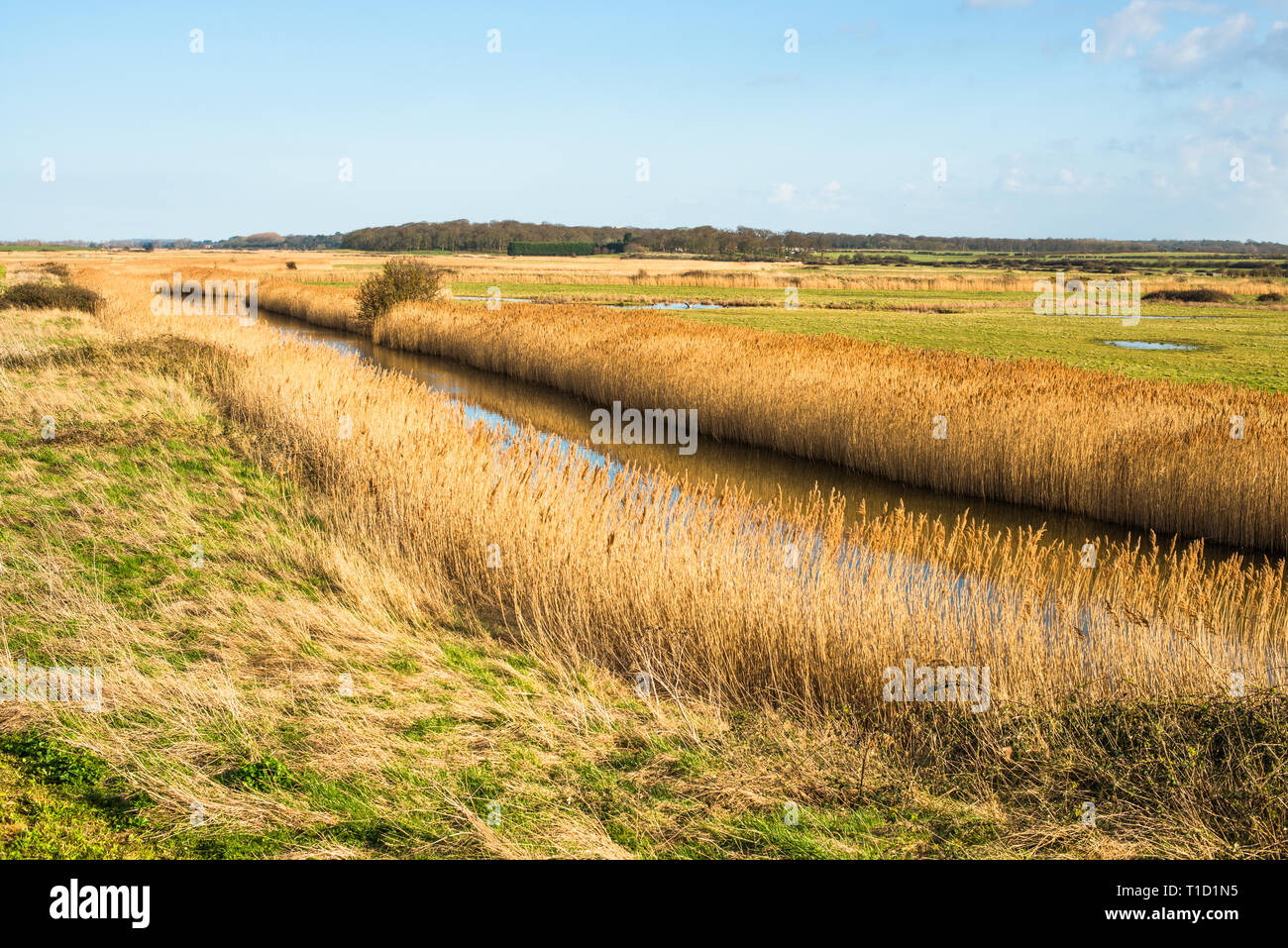 Views of salt marshes surrounded by reeds, from Norfolk Coast path ...