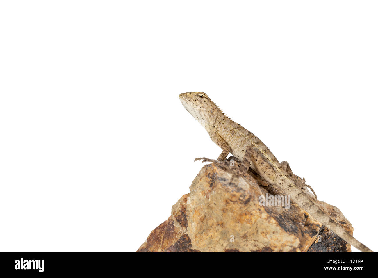 Close up tree lizard or garden lizard climbed up to stand on the rock ...