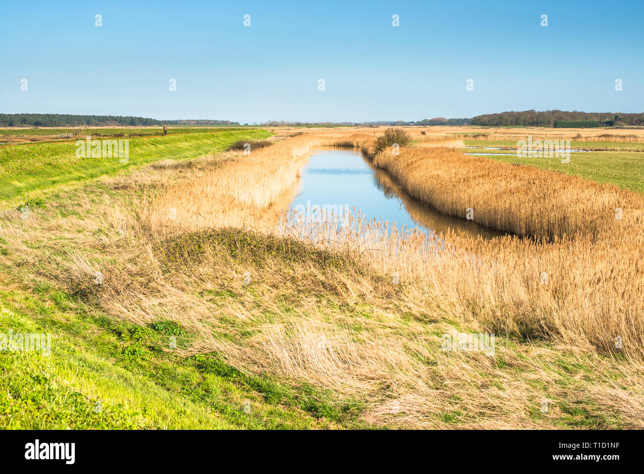 Views of salt marshes surrounded by reeds, from Norfolk Coast path ...