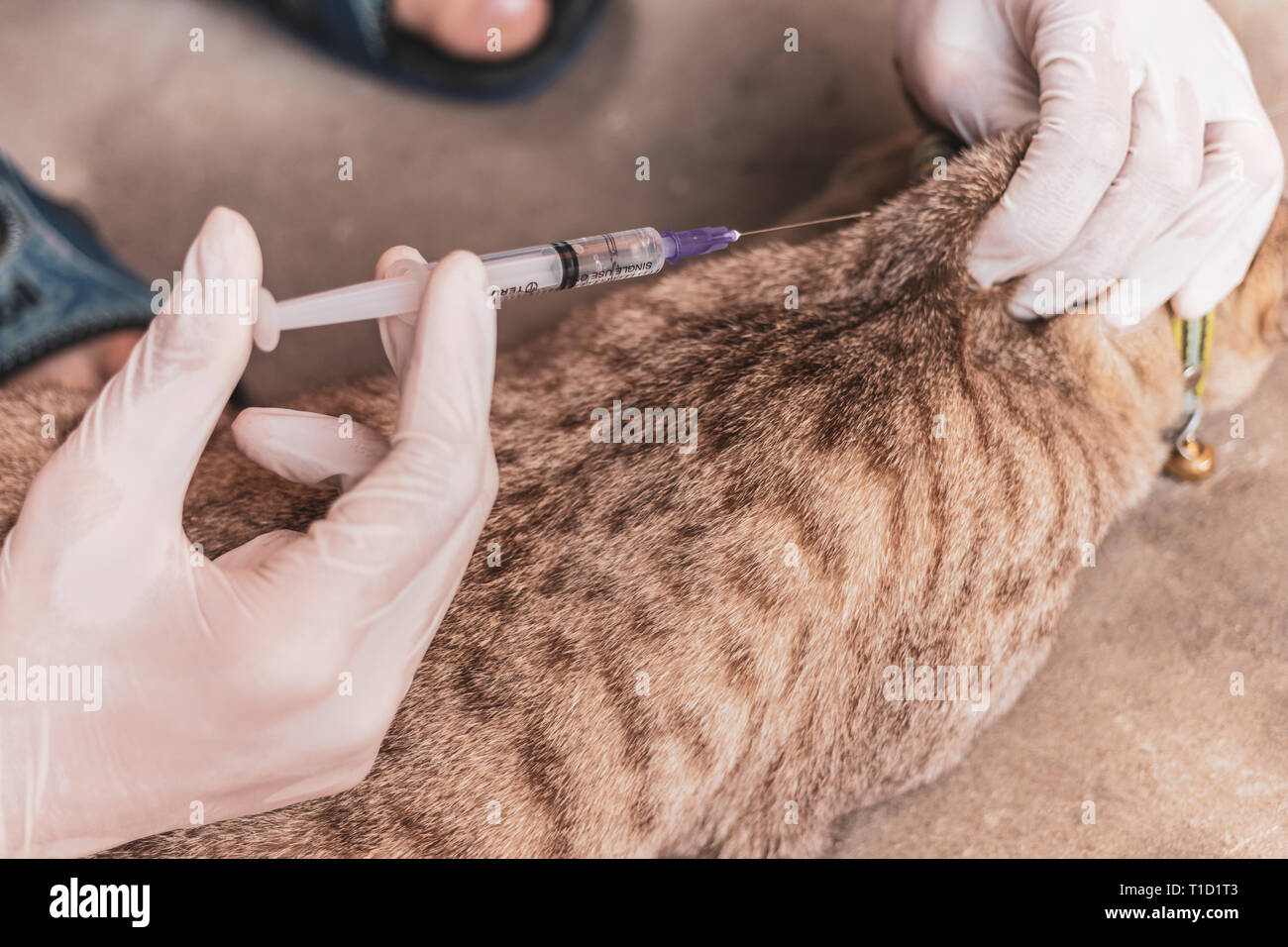 Veterinarian at vet clinic giving injection to cat Stock Photo - Alamy