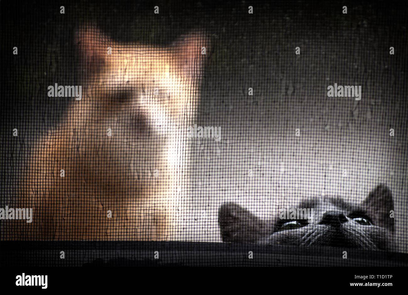 Pleading puppy hi-res stock photography and images - Alamy