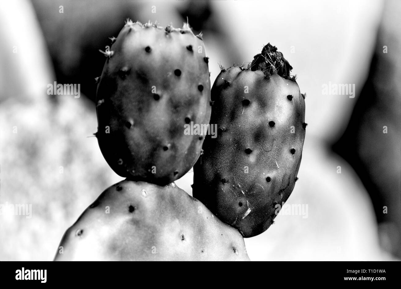 Similarity couple Black and White Stock Photos & Images - Alamy