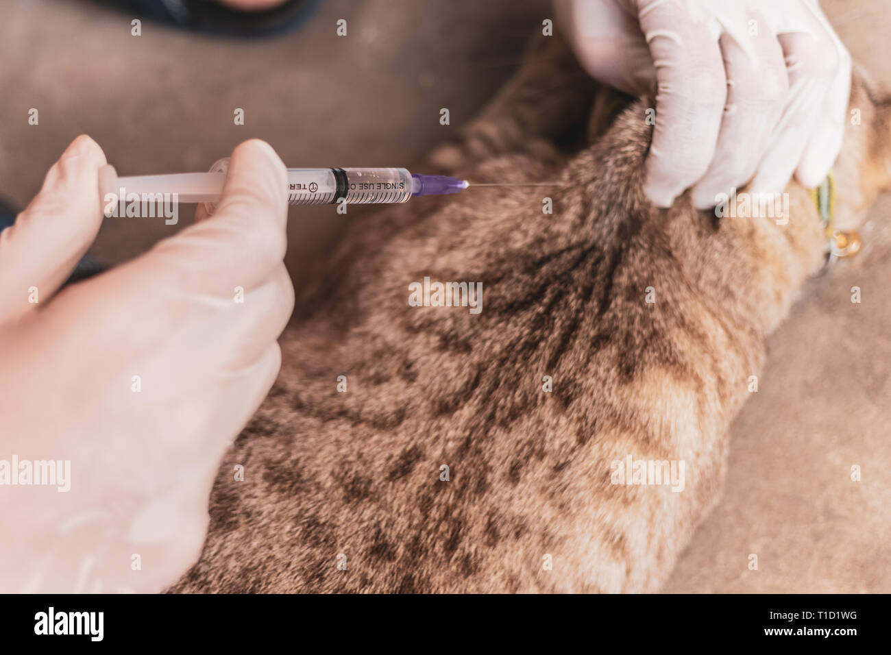 Veterinarian at vet clinic giving injection to cat Stock Photo - Alamy