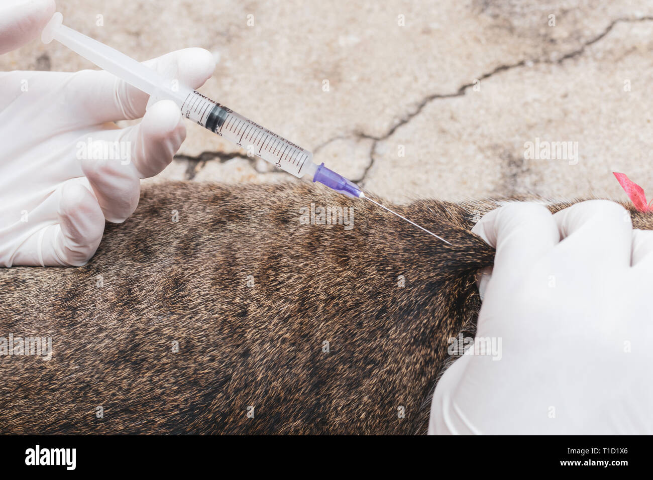 Vet injection hi-res stock photography and images - Alamy