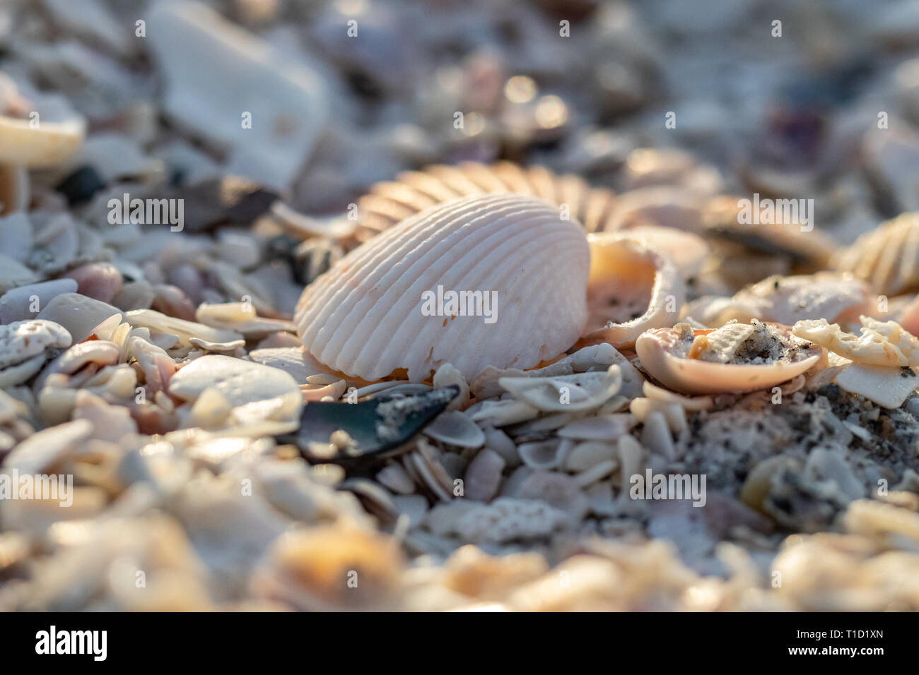 Seashell on Lido Key Beach in Sarasota Florida Stock Photo - Alamy