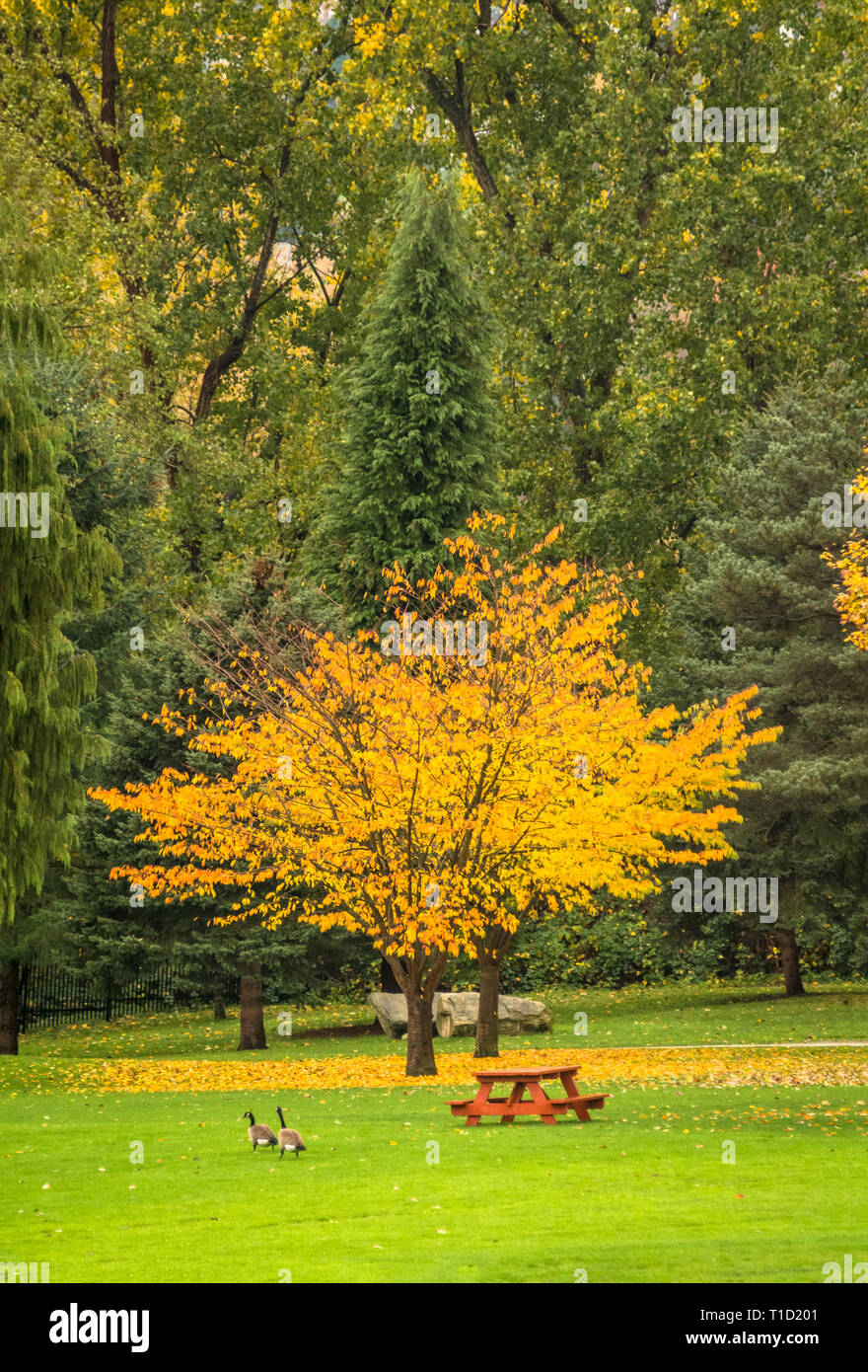Bright yellow tree in a park on autumn day. Fall season in Canada Stock ...