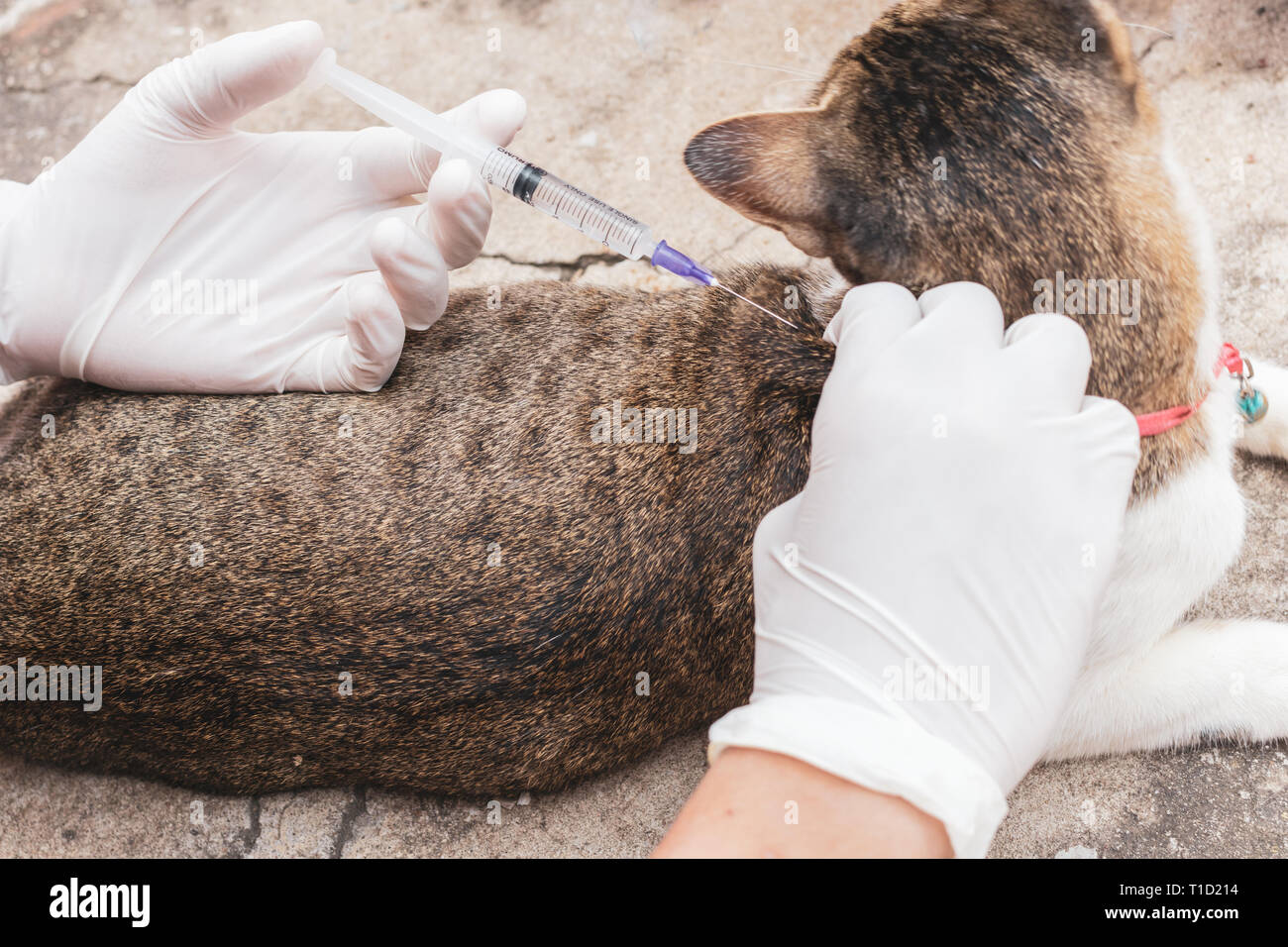 Veterinarian at vet clinic giving injection to cat Stock Photo - Alamy