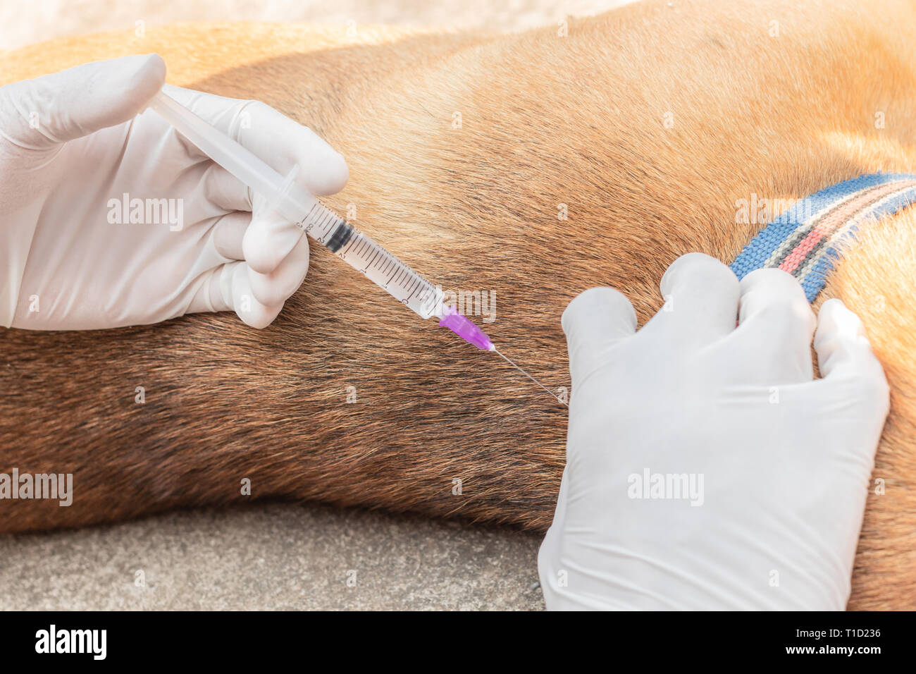 Veterinarian at vet clinic giving injection to a dog Stock Photo - Alamy