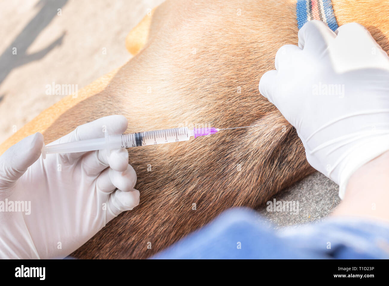 Veterinarian at vet clinic giving injection to a dog Stock Photo - Alamy