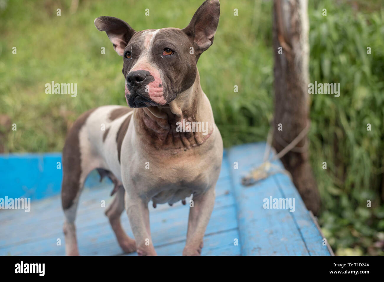 Xochimilco wildlife hi-res stock photography and images - Alamy