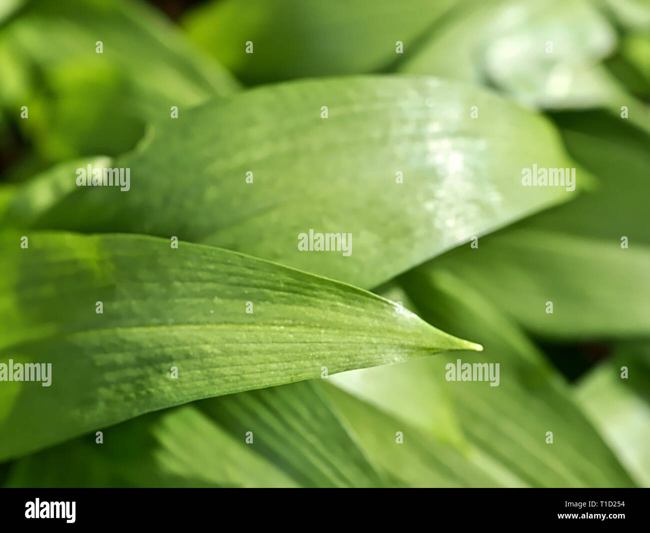 Woman picking wild garlic hi-res stock photography and images - Alamy