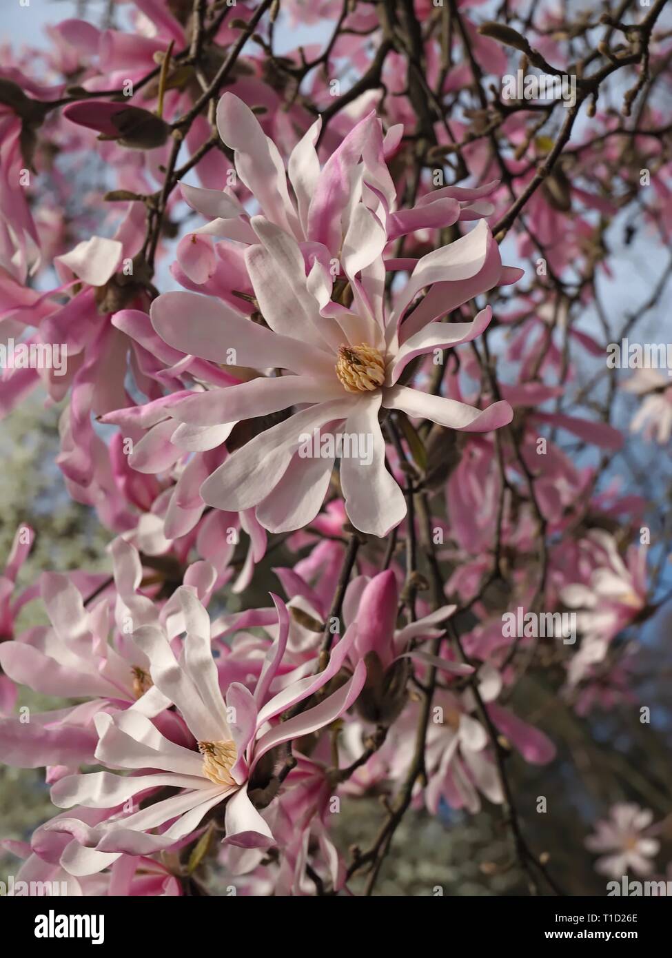 Pink blooming magnolia tree hi-res stock photography and images - Alamy