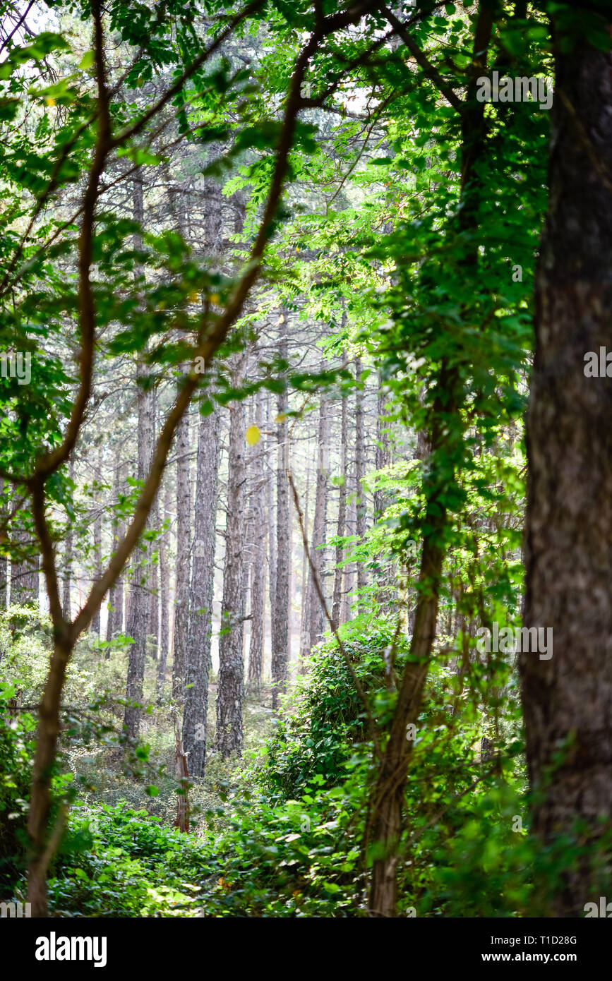 Mountain forest in Prodromos, Cyprus near Berengaria Hotel and ...