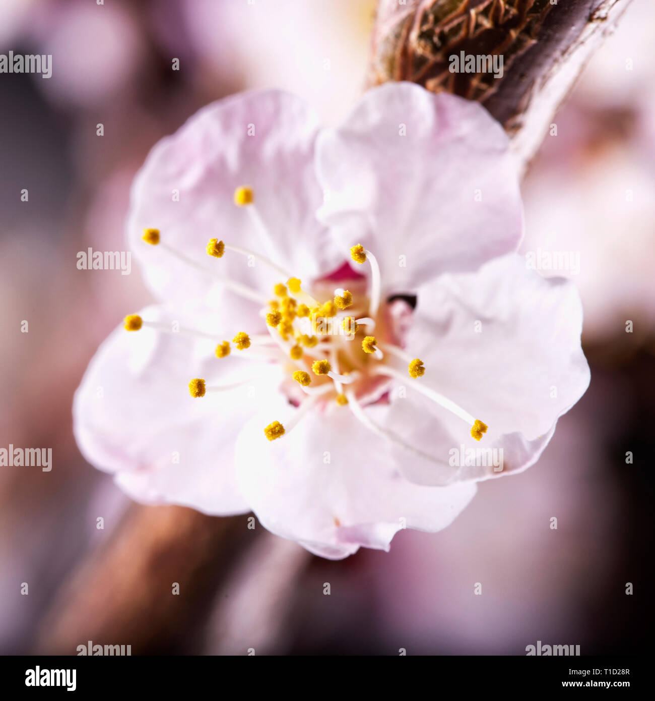 Apricot flower, strict close up, focus on pistils, square image Stock ...