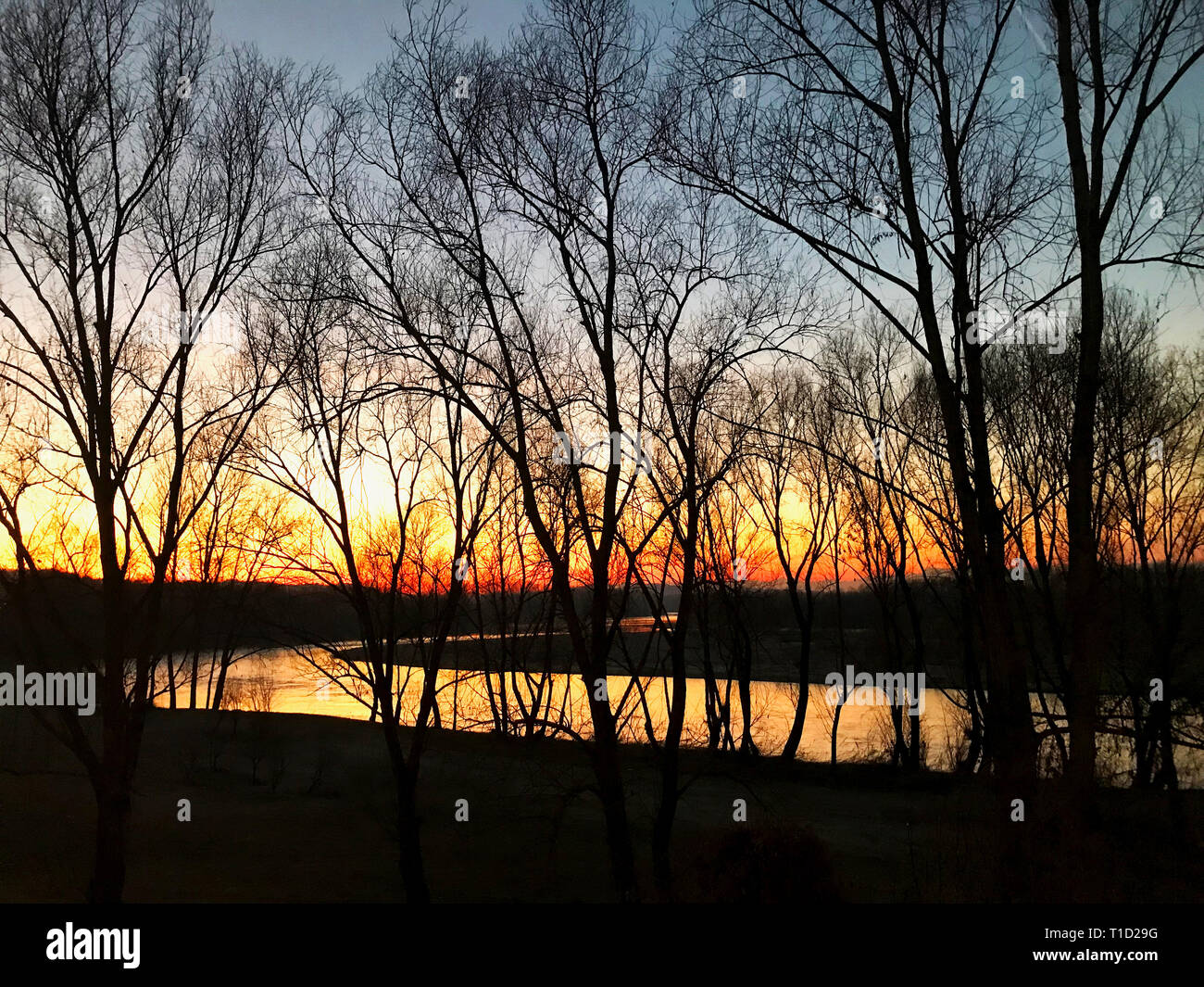River behind the trees under sunset lights, horizontal image Stock ...