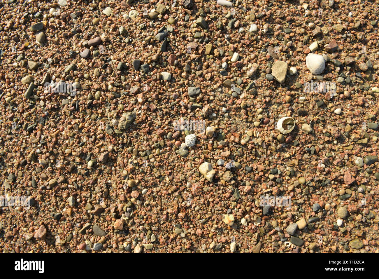 Gravel sea bed with shells Stock Photo - Alamy