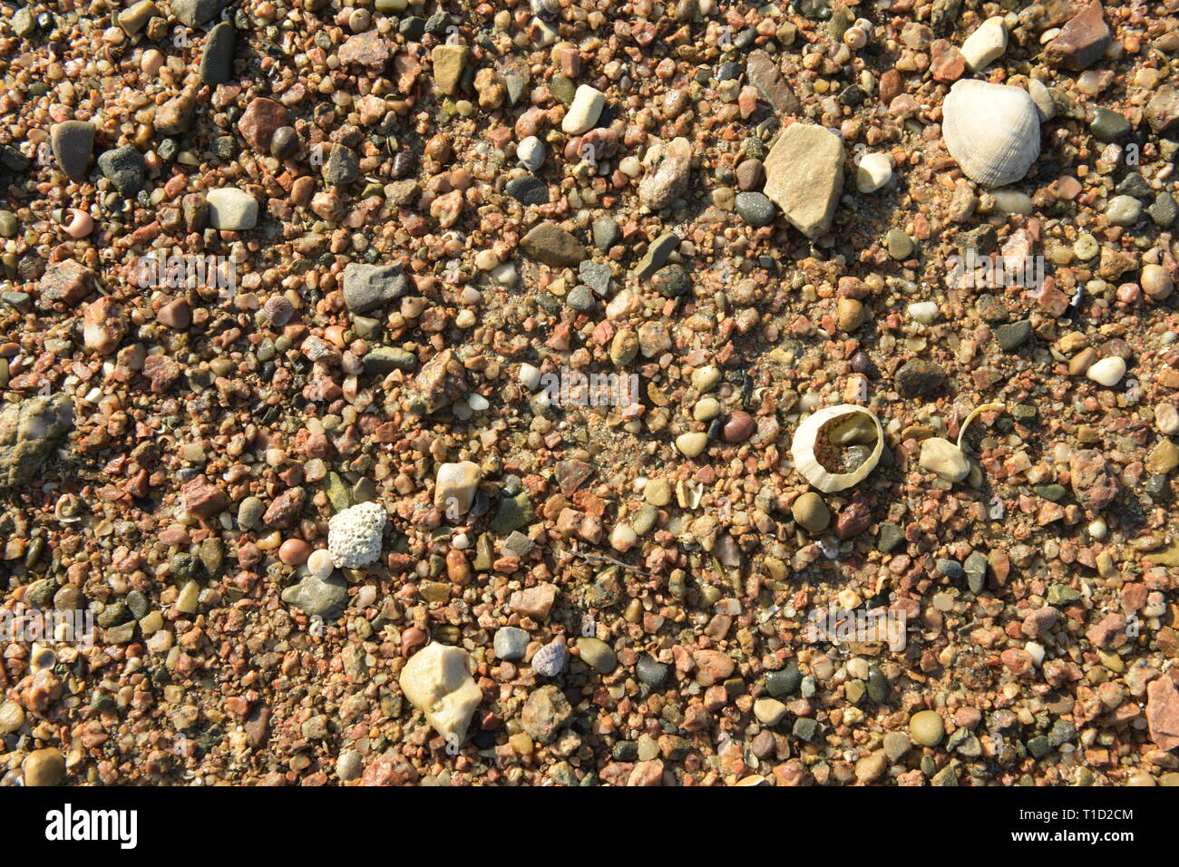 Gravel sea bed with shells Stock Photo - Alamy