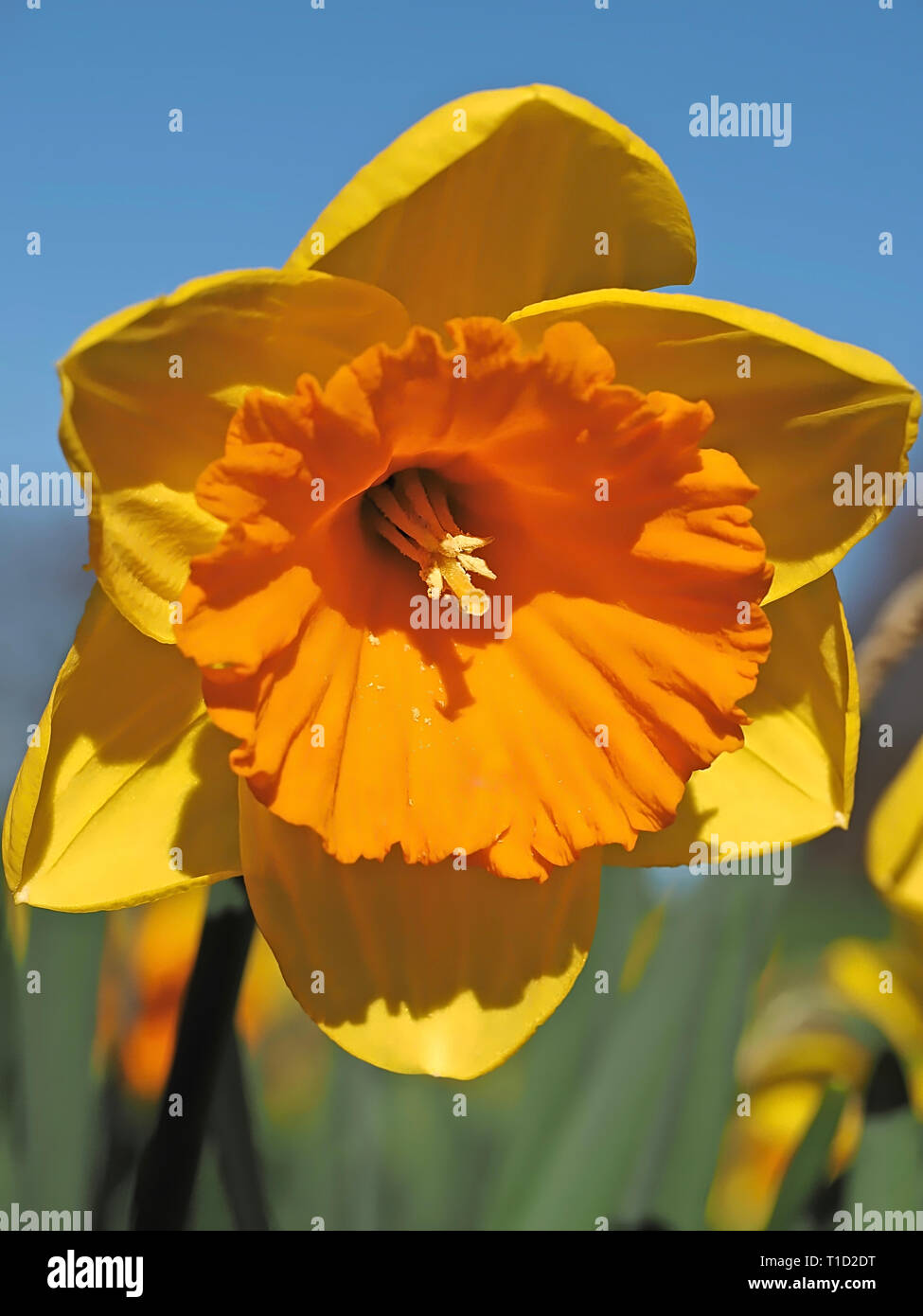 Beautiful blooming daffodil in a daffodils field Stock Photo - Alamy