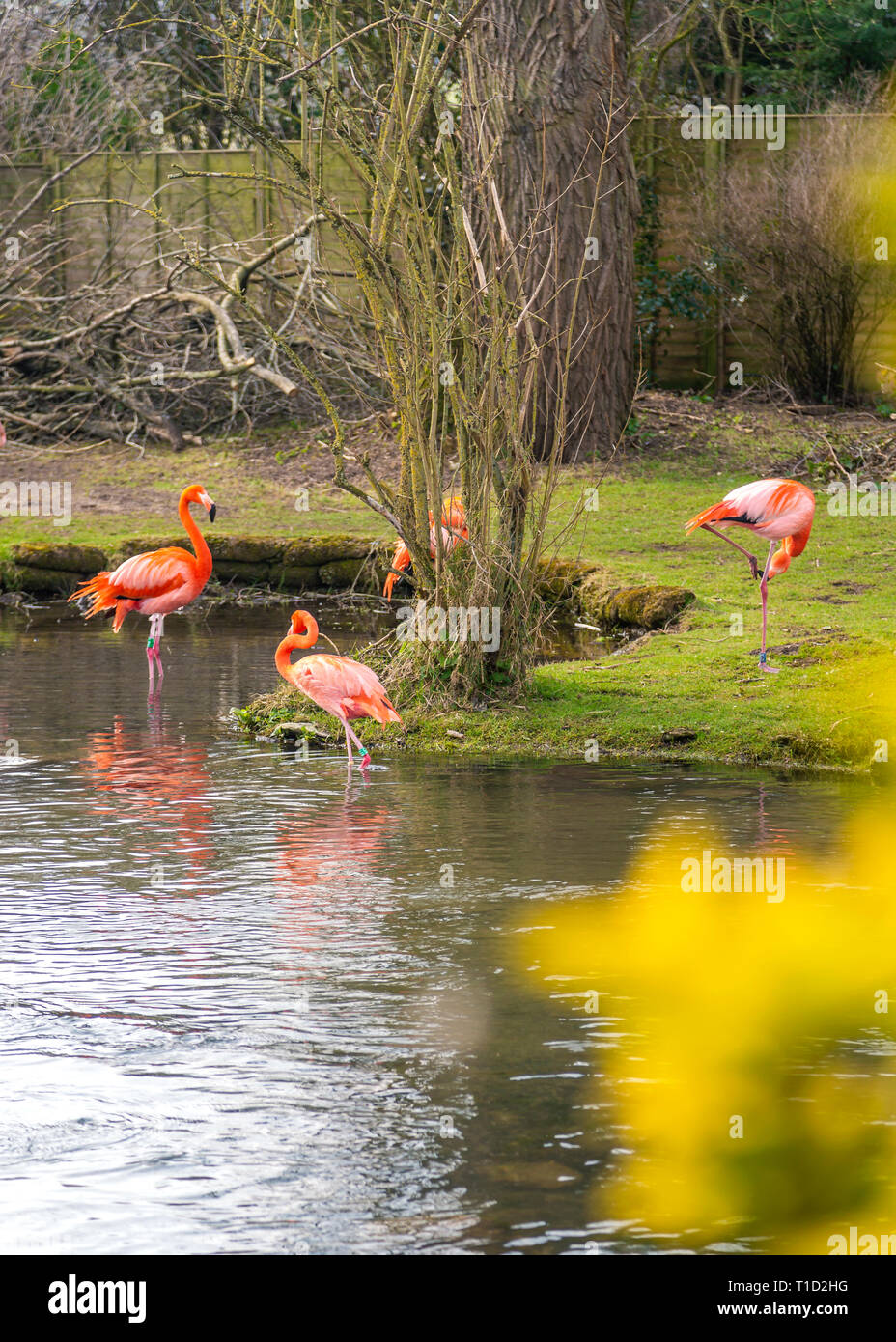 Birdland park and gardens hi-res stock photography and images - Alamy