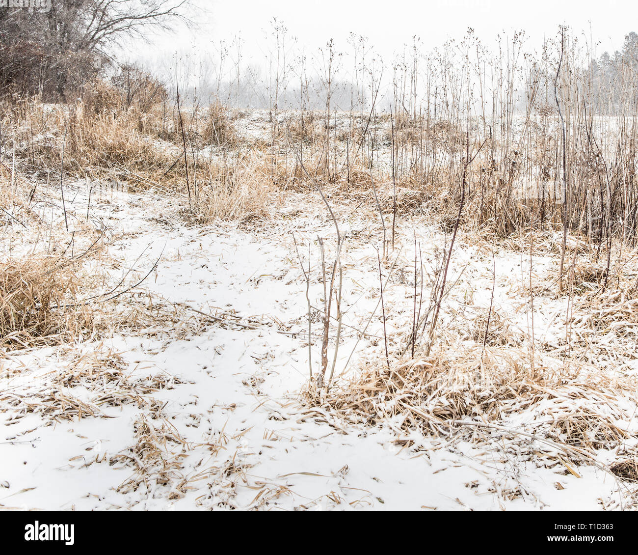 Withered landscape hi-res stock photography and images - Alamy