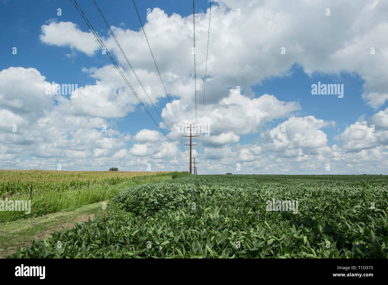 High Voltage Power Lines in farm Field with Cumulus Clouds in ...