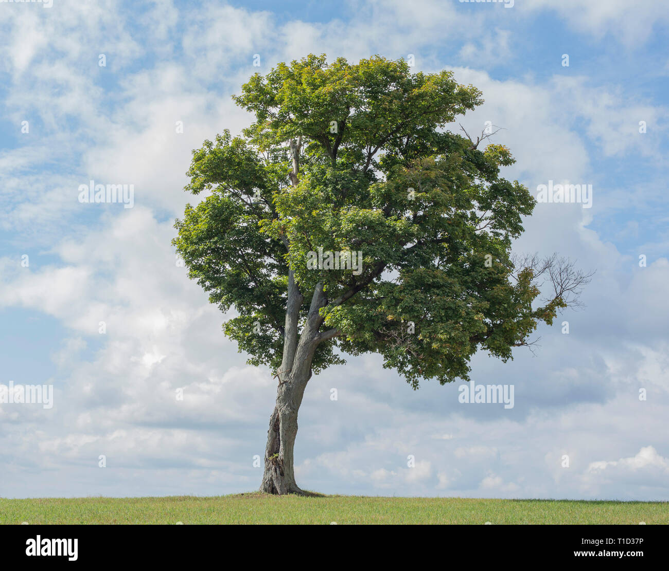 Lone tree sky clouds hi-res stock photography and images - Alamy