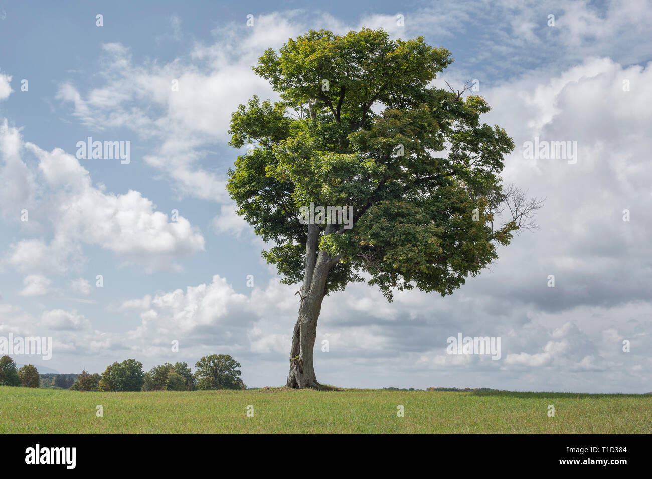 Other trees hi-res stock photography and images - Alamy